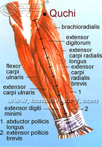 Цюй-чи — Altermed Wiki